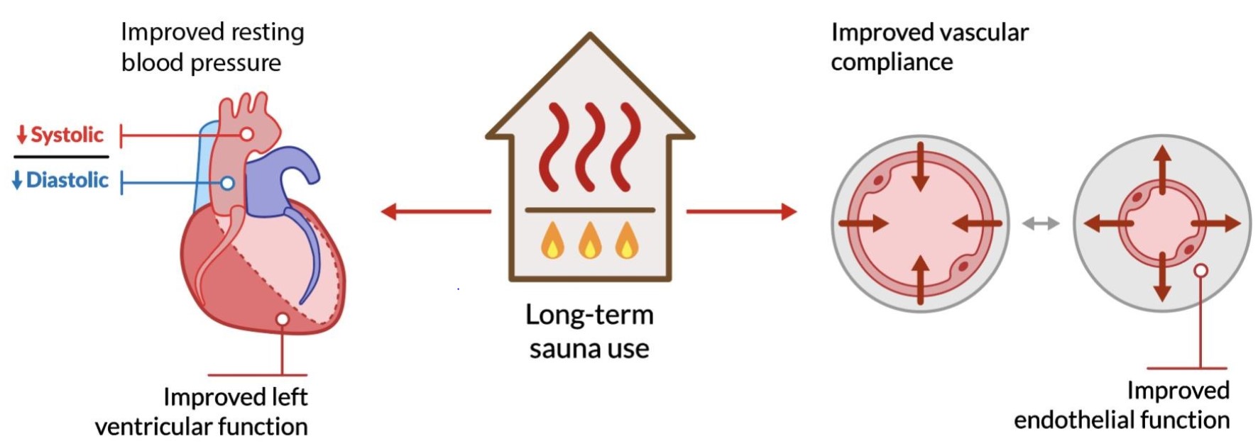 Prioritizing Cardiovascular Health: Understanding, Risks, and Infrared ...